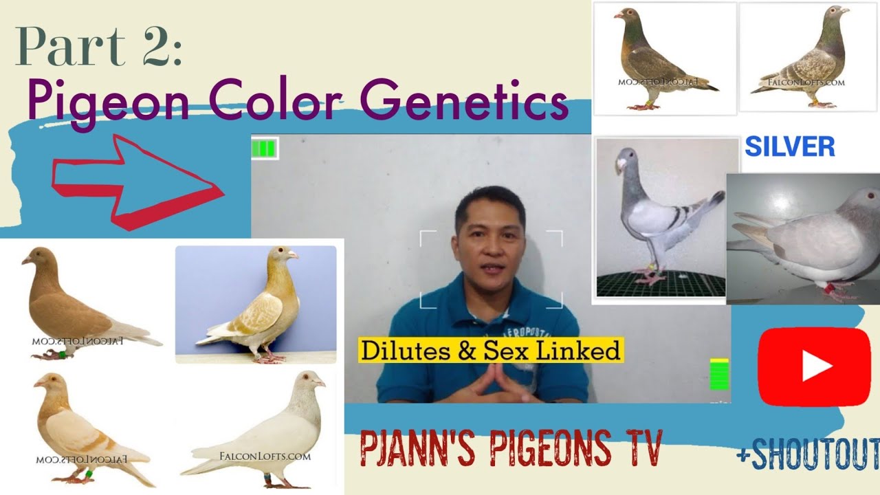 Pigeon Color Genetics PT. 2 [Dilution & SexLinked] #fancypigeons # ...