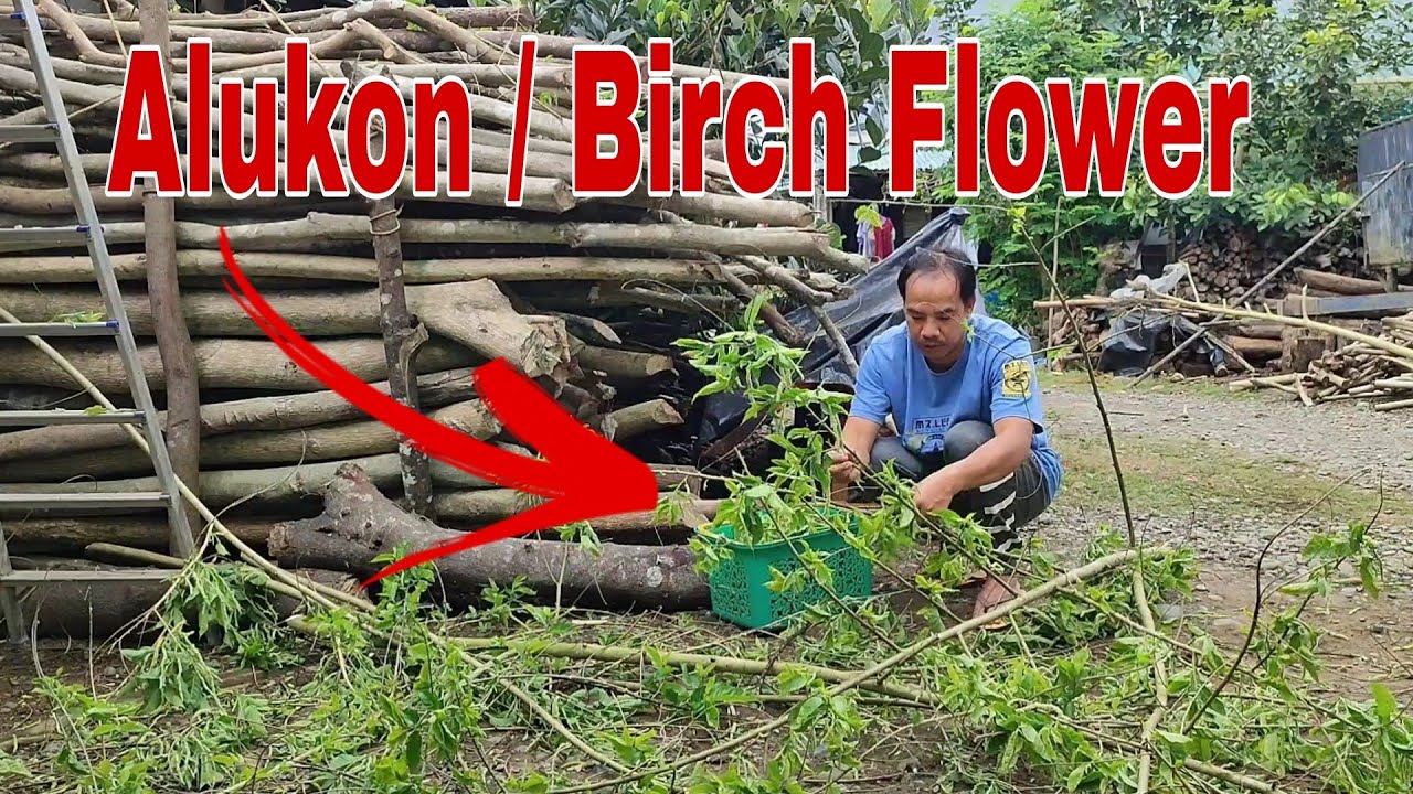 Harvesting Birch flower / alukon flower - YouTube
