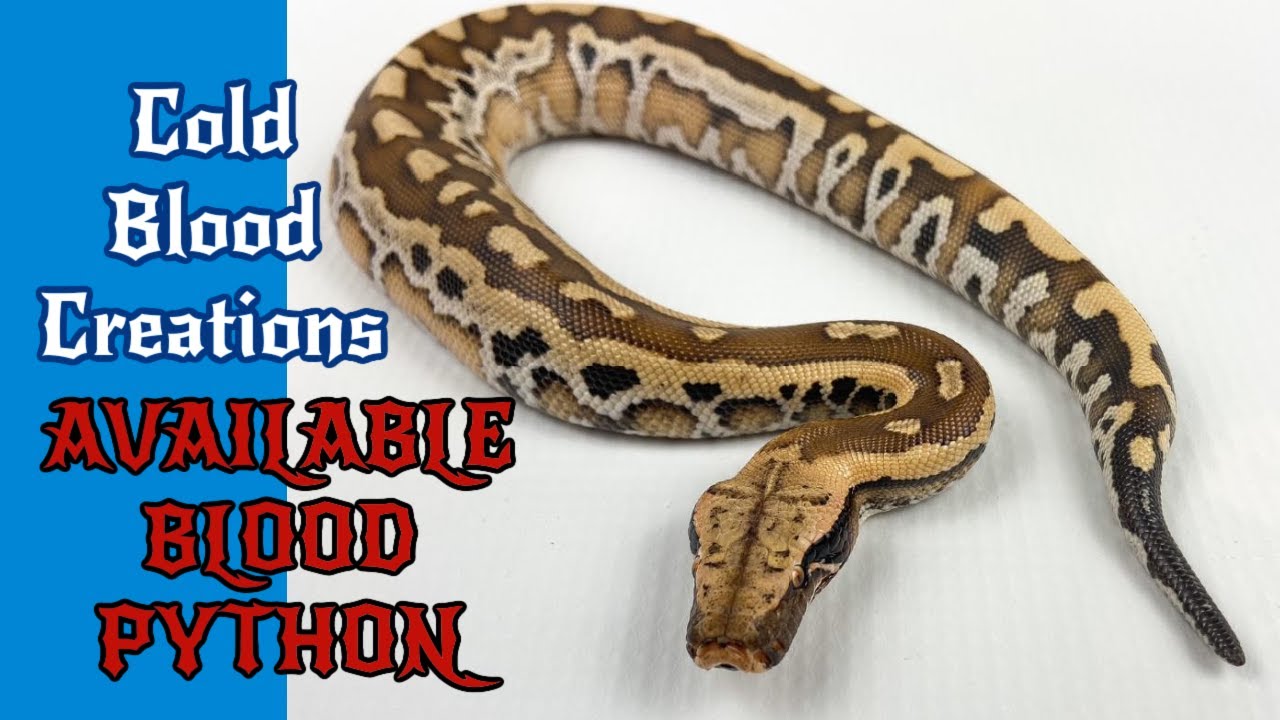 Available Blood Python Cold Blood Creations #coldbloodcreations #snake #bloodpython - YouTube