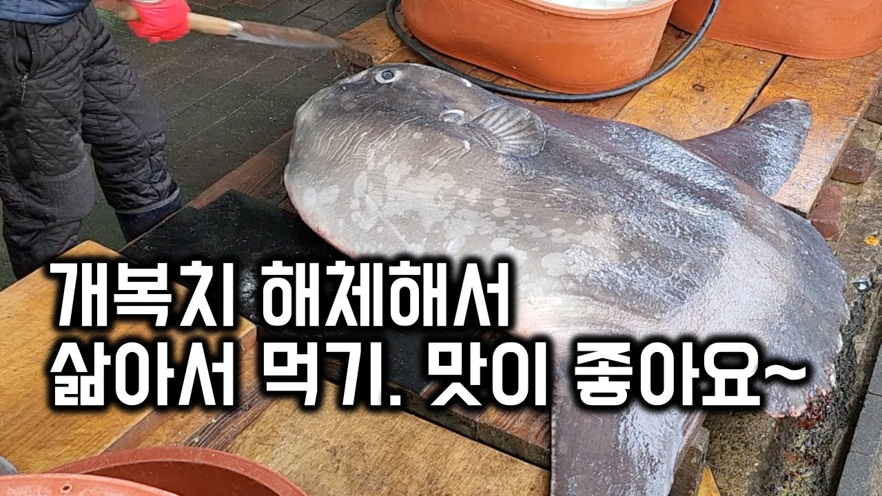 개복치 해체해서 삶아서 먹기. 수육 맛이 끝내줘요!!. Sunfish Cutting Skill & Sunfish Boiled ...