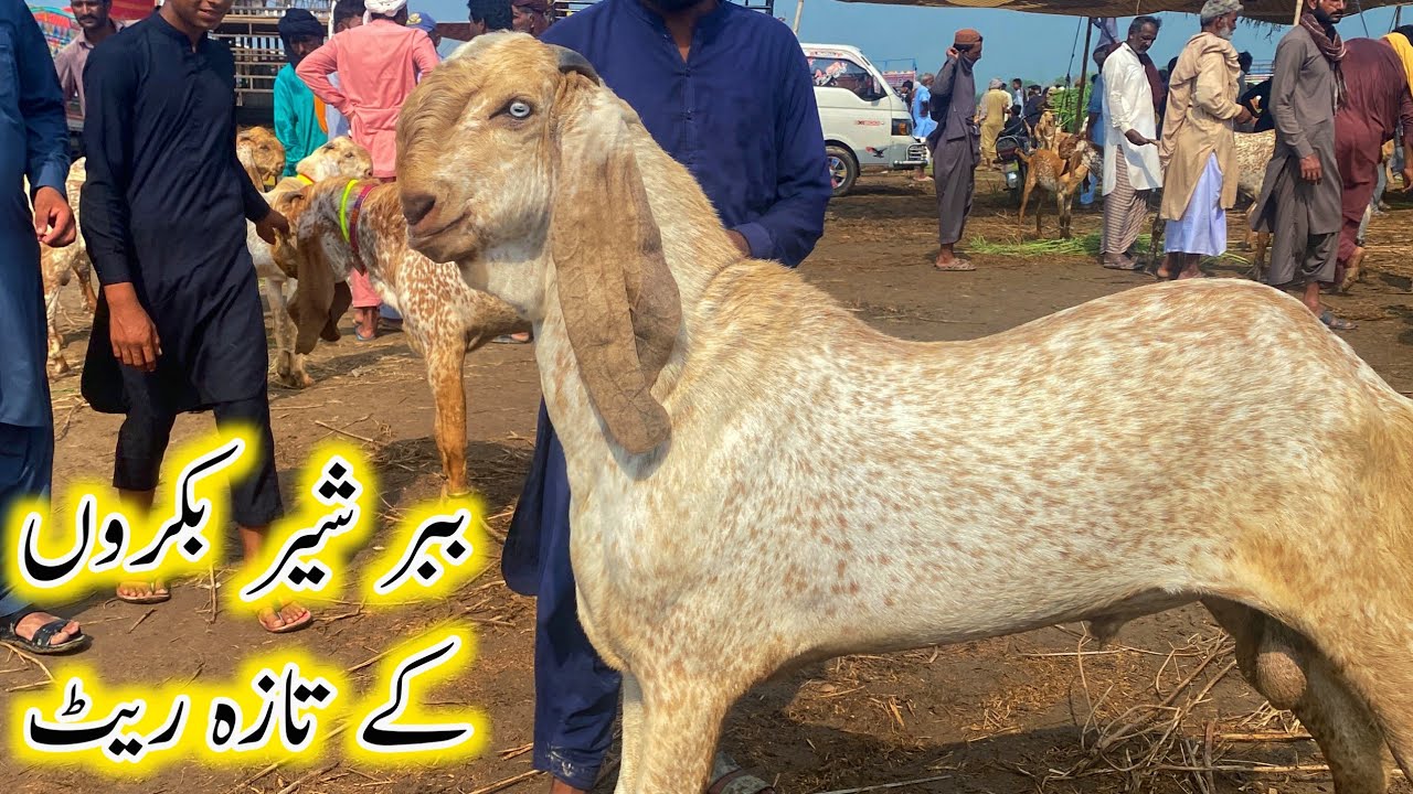 Tope quality k breeder bakre|bade bakro k chhote rate ببر شیر بکروں کے ...