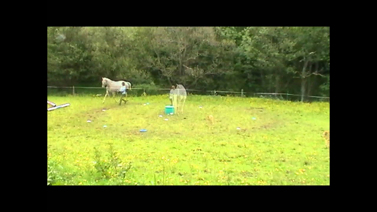 Clicker Training Horses - Playing with Secondary Reinforcers - YouTube