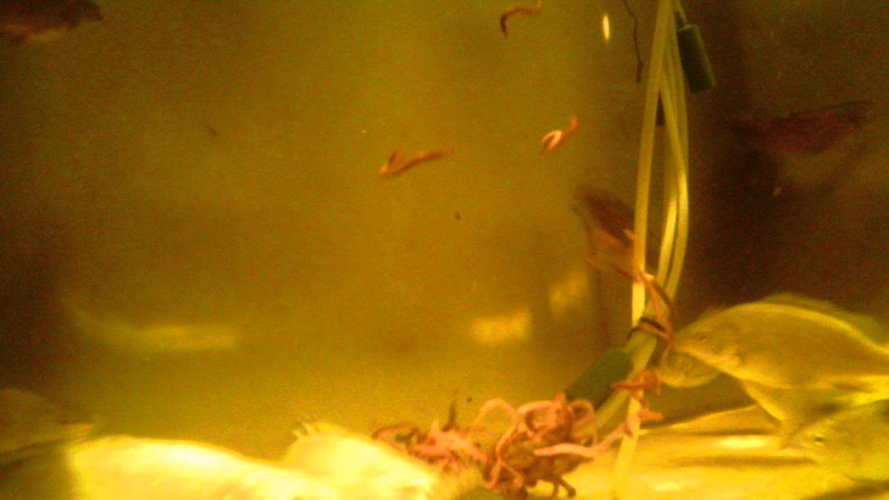 Silver Perch & Catfish eating Worms - YouTube