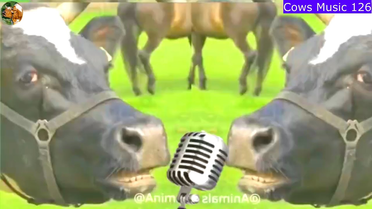 FUNNY COW DANCE 126 | COW MOOING SOUNDS & FUNNY COW SONG | COWS MUSIC ...