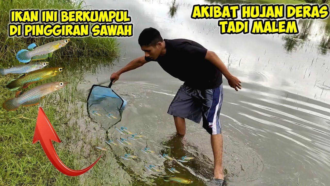 ikan kepala timah berkumpul di pinggiran setelah hujan reda - YouTube