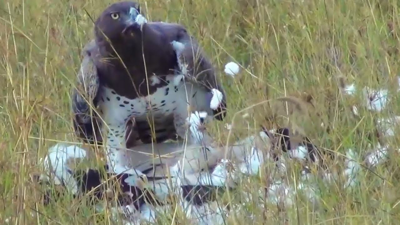 The eagle steals the fruit of the white stork - YouTube