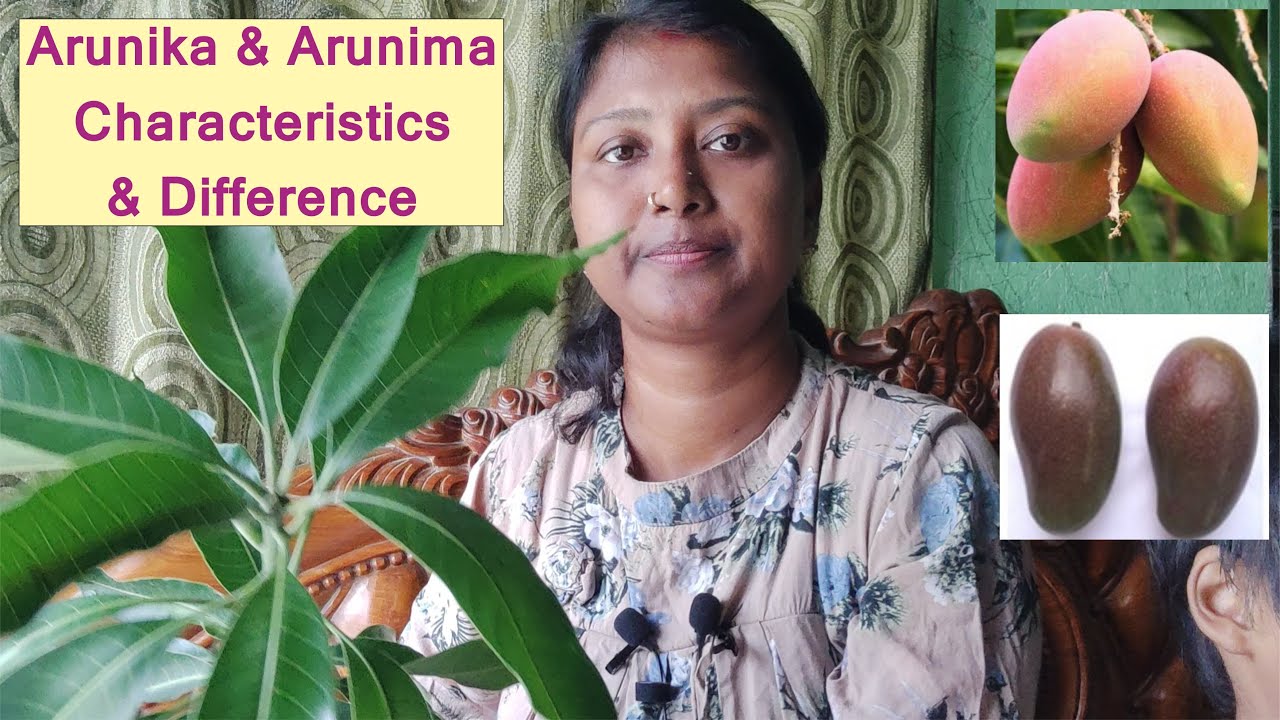 Arunika & Arunima , Characteristics & Difference Neela's garden update ...