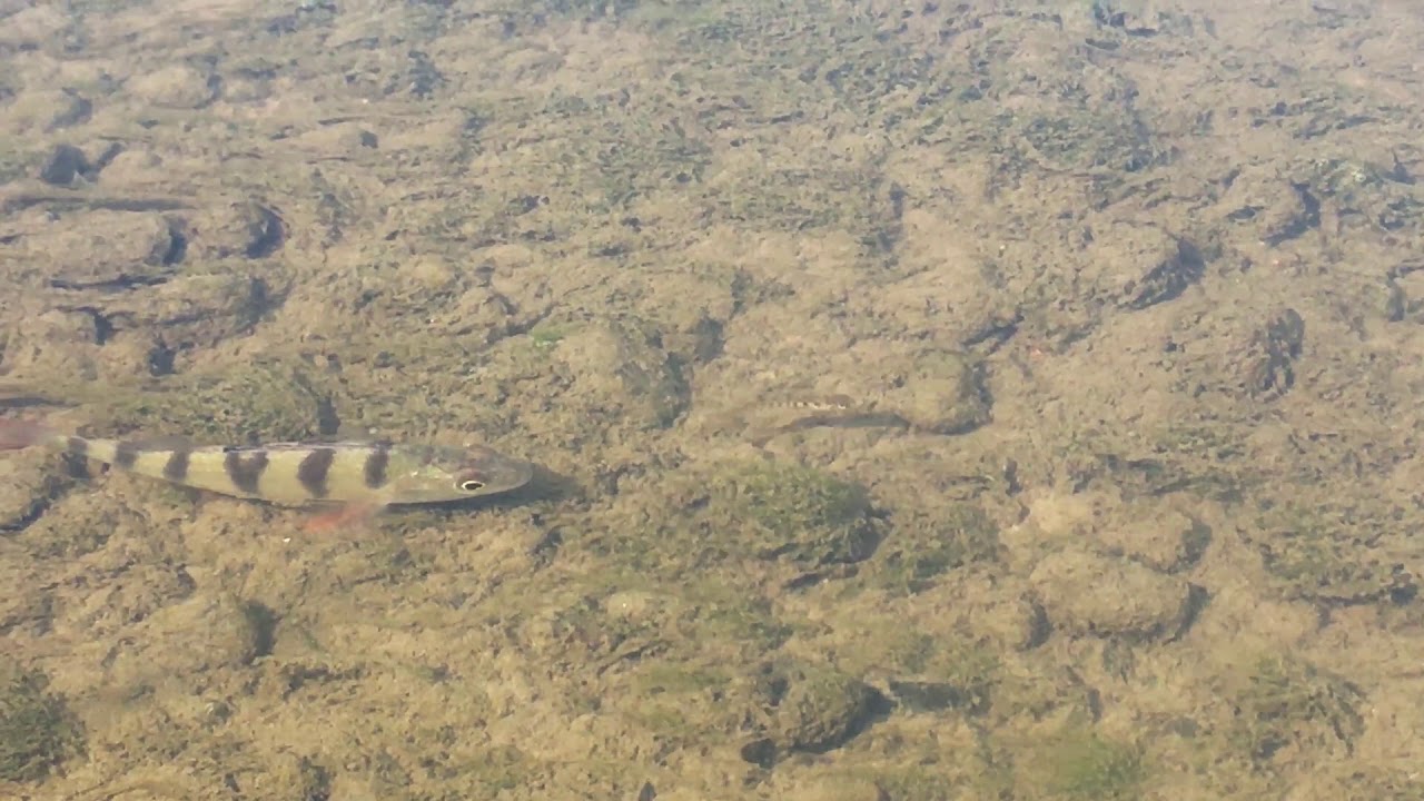 Small trout vs hungry perch - YouTube