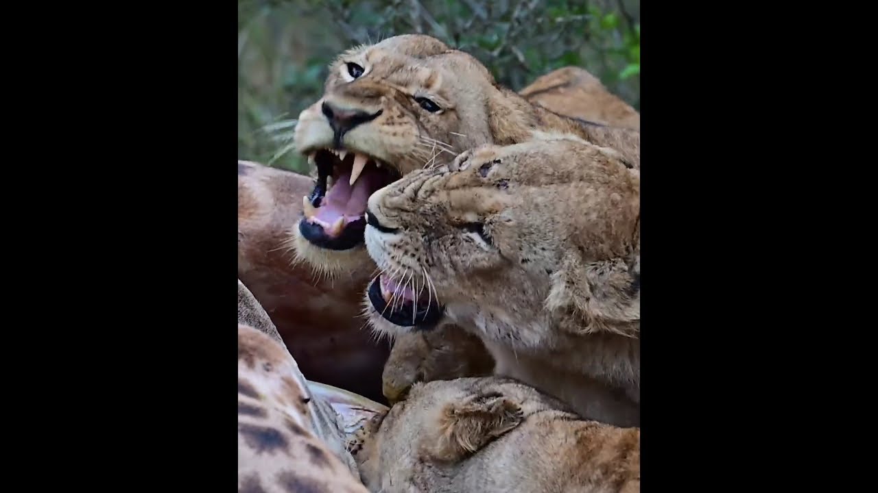 Up CLose with the Lions raw power | Nkuhuma Pride Feasting | May 2024 ...