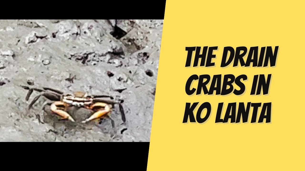 The Drain Crabs in Ko Lanta - YouTube