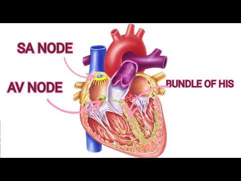 CARDIAC CONDUCTION SYSTEM & ECG | junctional tissues of heart|Human ...