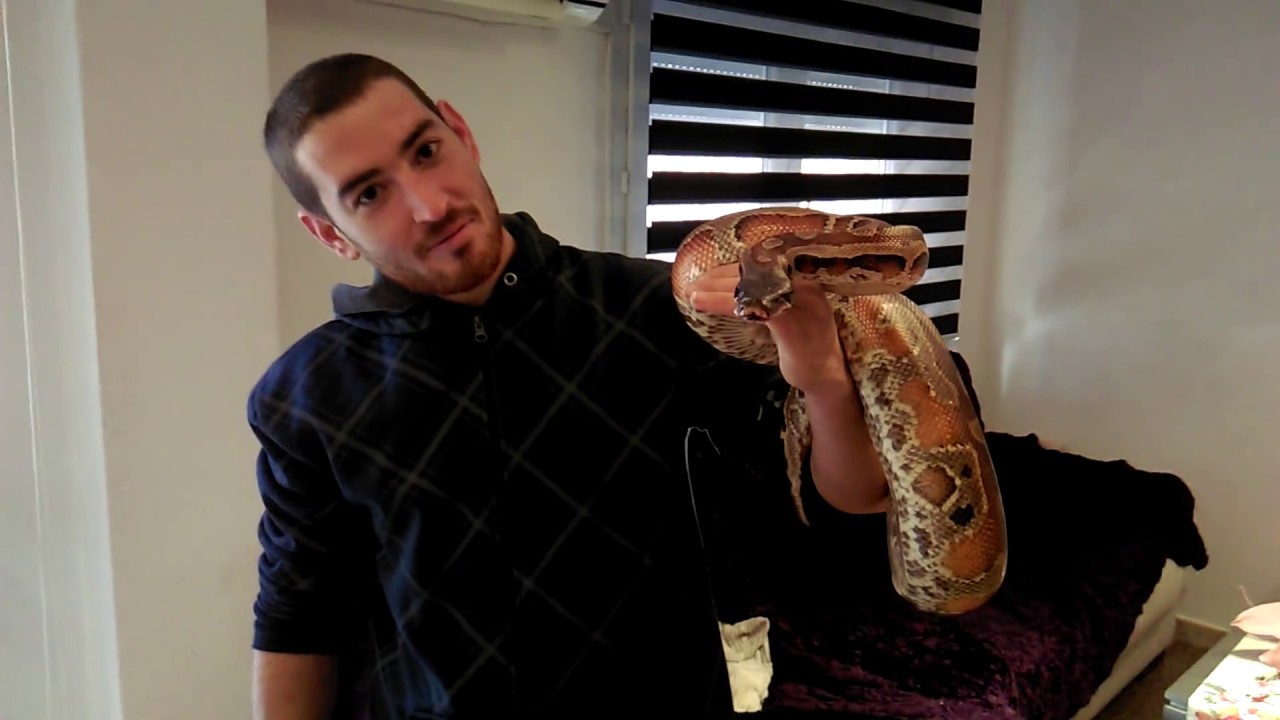 Piton curtus una autentica preciosida - YouTube