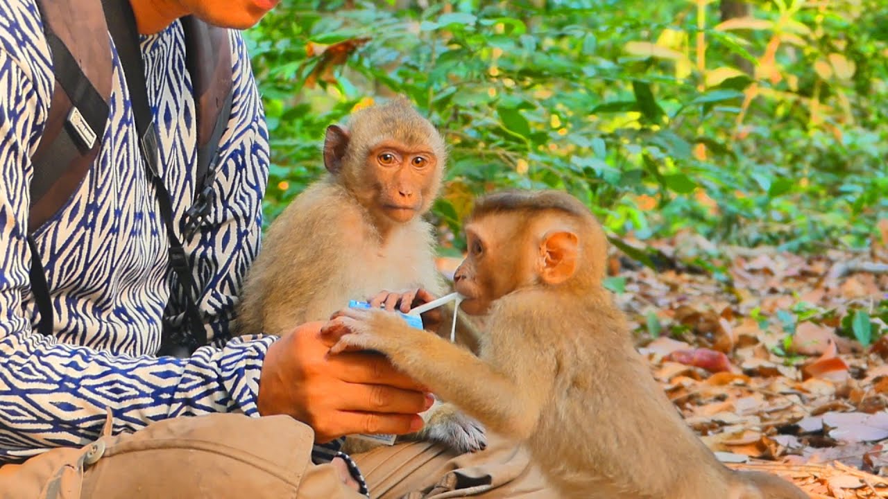 So cute-monkey baby Leo really friendly & give me a first welcome ...
