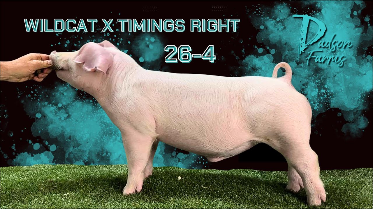 26-4 Purebred Landrace #showpigs #pigs #landrace - YouTube