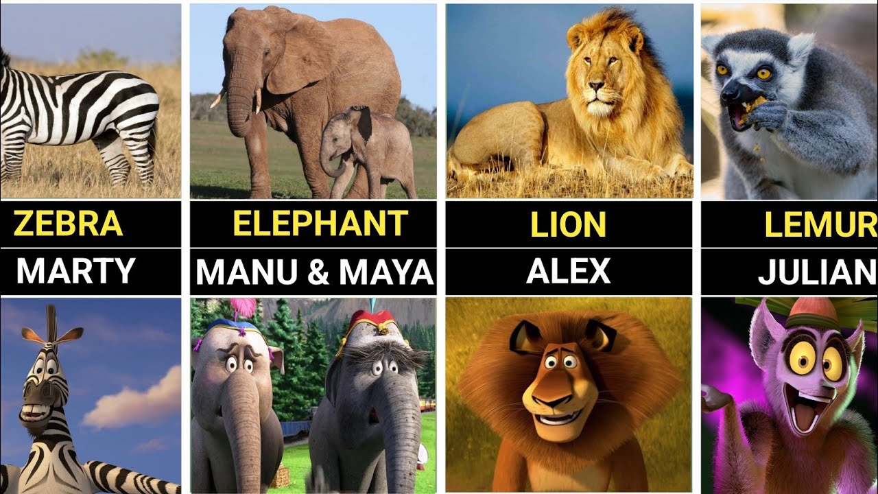 Madagascar Characters in Real Life - YouTube