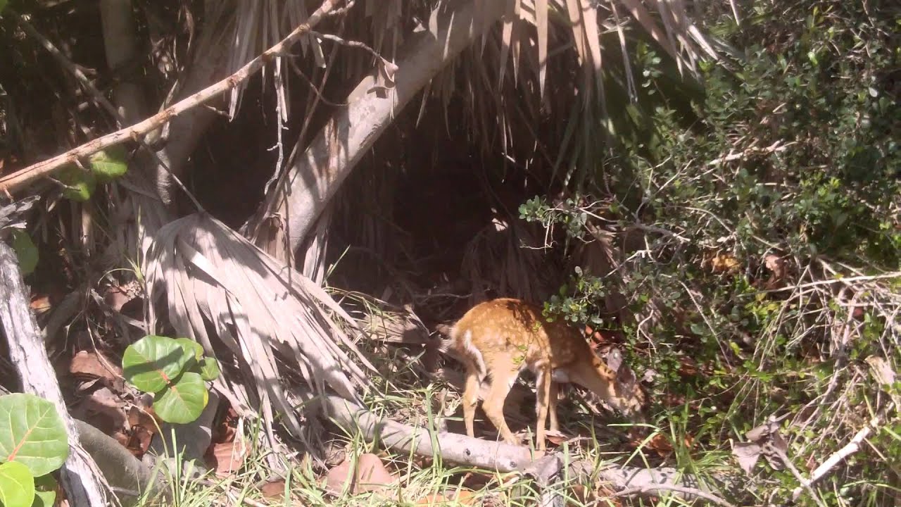 Baby Fawn Key Deer on Big Pine Key in the Florida Keys - YouTube