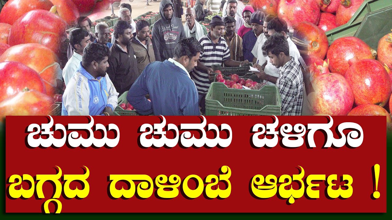 ಚುಮು ಚುಮು ಚಳಿಗೂ ಬಗ್ಗದ ದಾಳಿಂಬೆ ಆರ್ಭಟ ! #Chickballapur #29-11-2025#Today ...