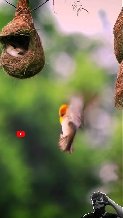 BIRD🐦#birds #shortvideo #viral #shorts #tiktok #love #funny - YouTube