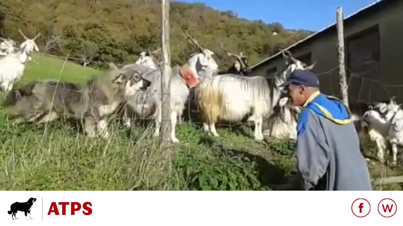 Caronte / Pastore della Sila - YouTube