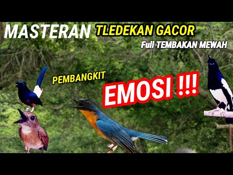 Bikin Emosi Kacer, murai Batu Dan Srdc‼️Masteran Tledekan Gunung Gacor Mewah