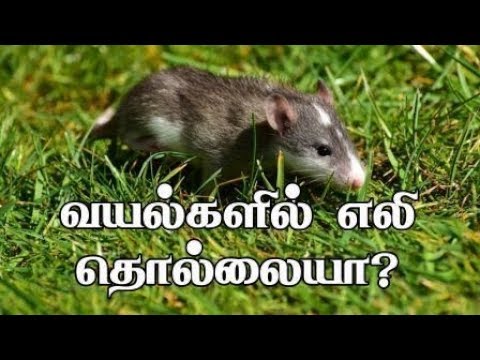 How to get rid of rats in farm? - வயல்களில் எலி தொல்லையா? - YouTube