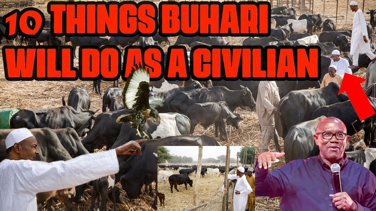 Buhari spotted in a cattle farm without security in Daura - YouTube