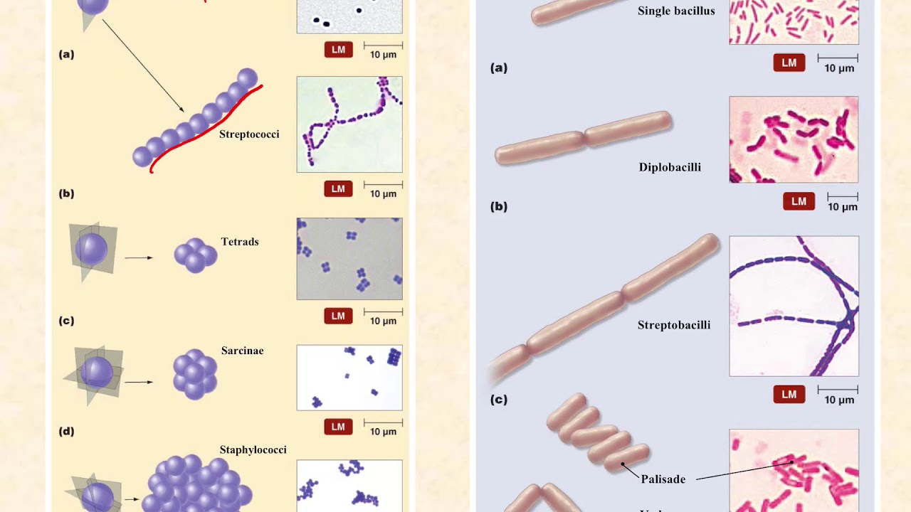 BIO2020 Episode 017 Bacterial Morphology And Arrangement YouTube BIO2020 Episode 017 Bacterial Morphology And Arrangement YouTube