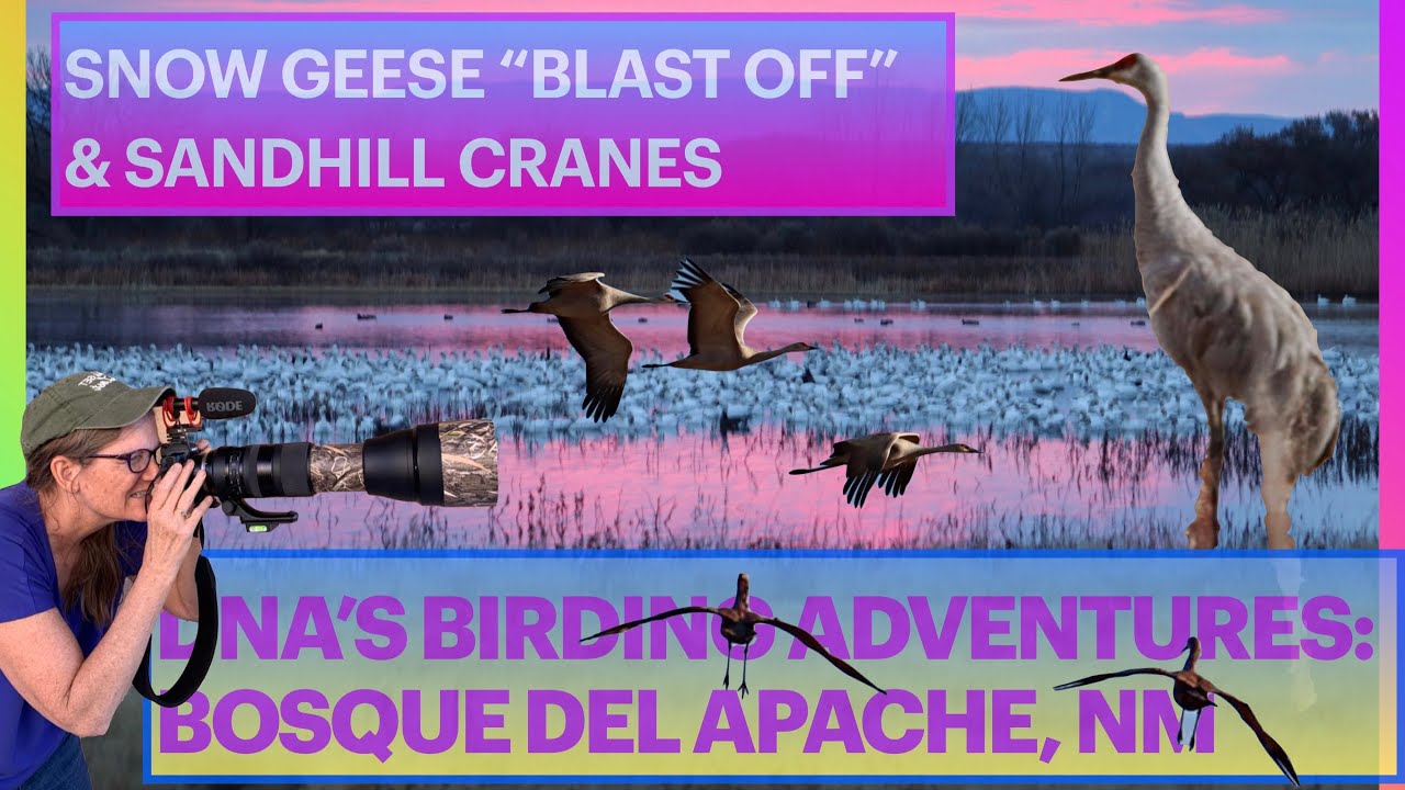 Snow Geese “Blast Off” Bosque Del Apache Sandhill Cranes + Manzano Mtn ...