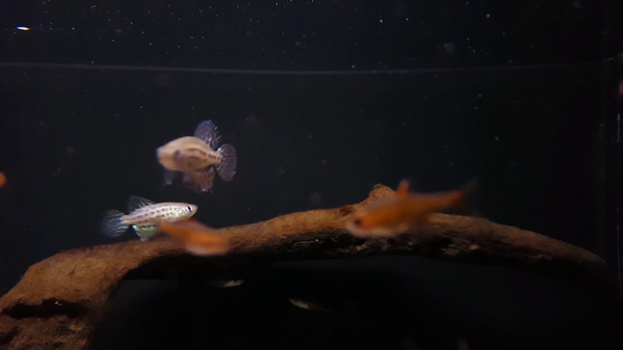 Ophthalmolebias constanciae bij Aquarium Speciaalzaak Utaka - YouTube