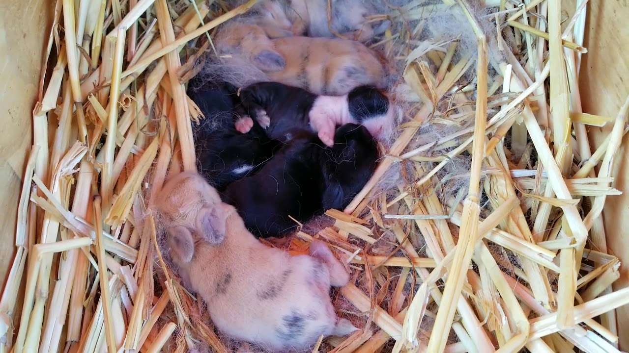 Blue Clover Rabbitry Holland Lop Babies - YouTube
