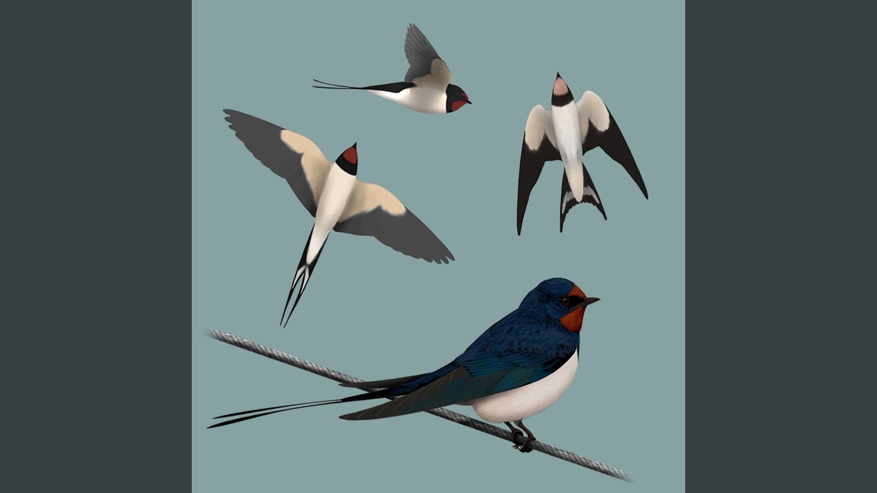 Bird call: Swallow (Dymówka) - YouTube