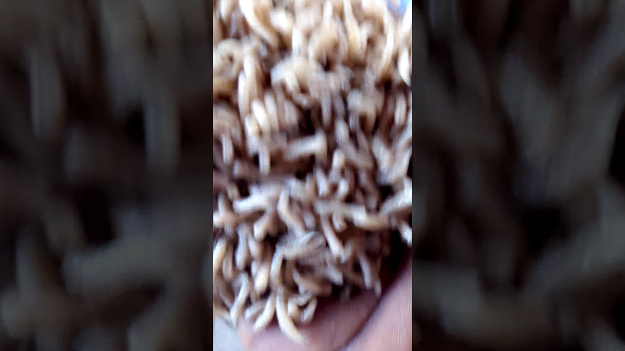 Maggot production for fish feed - YouTube