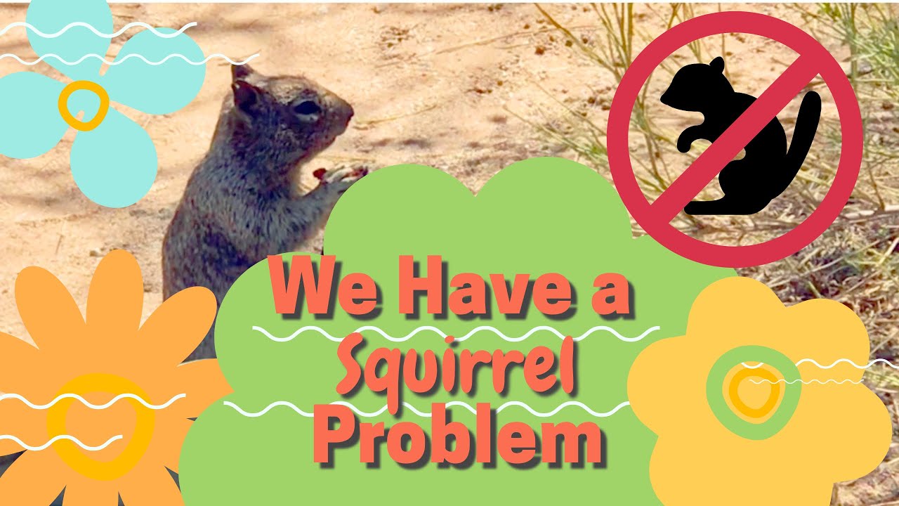 We Have a Squirrel Problem!!! - YouTube
