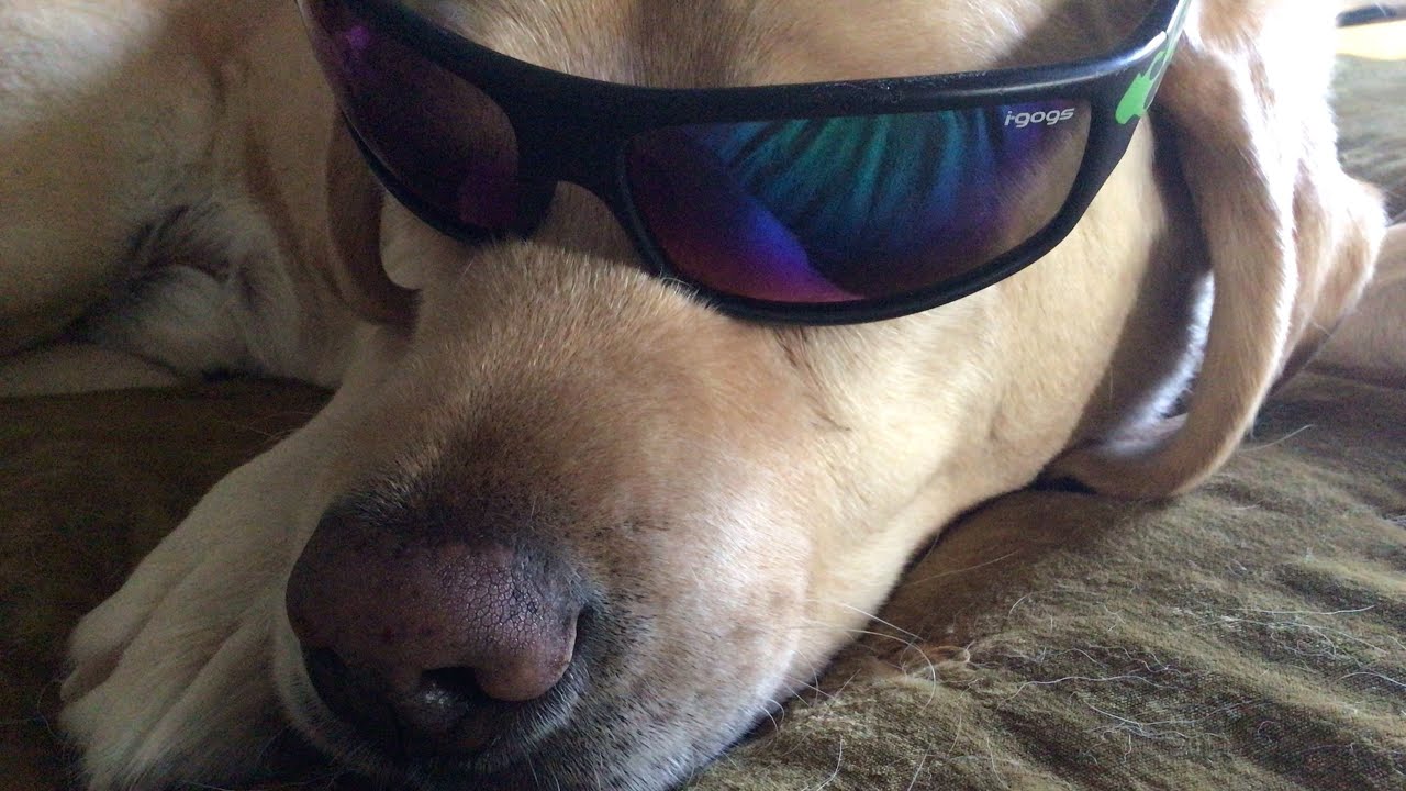 Cool Dawg - YouTube