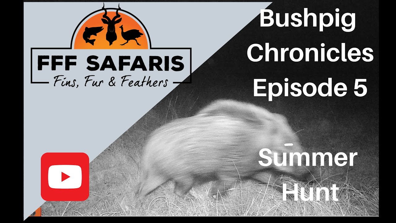 Bushpig Chronicles Episode 5 #Bushpig #Riflehunt - YouTube