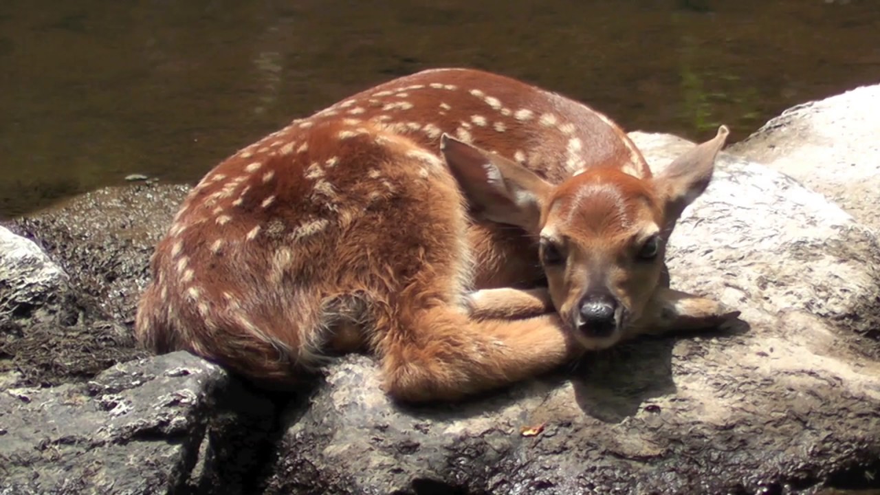 Darling Whitetail Fawn Relaxing, Grooming On Creek Rock - YouTube