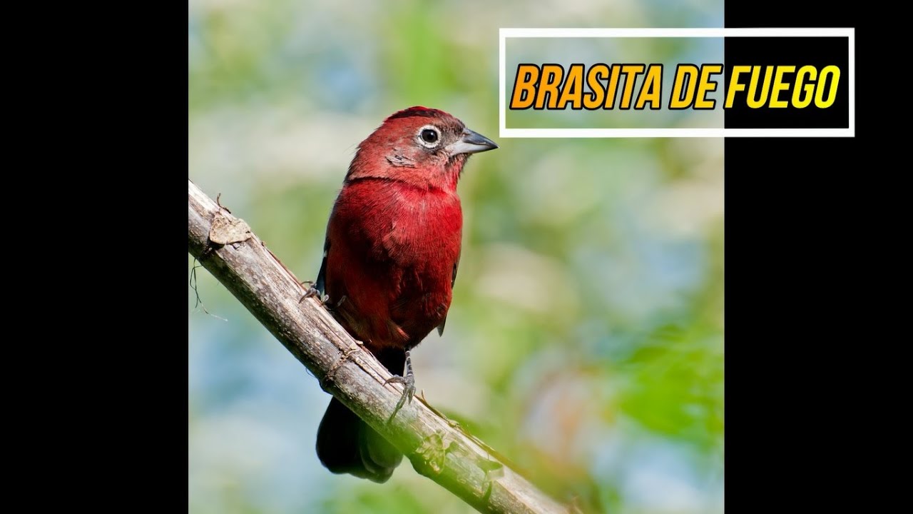 BRASITA DE FUEGO - [ Coryphospingus Cucullatus ] - Red Crested Finch ...
