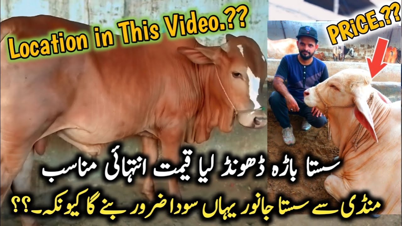 Cheapest Cow Mandi In Karachi || Cow Mandi 2024 || Bakra Eid 2024 - YouTube