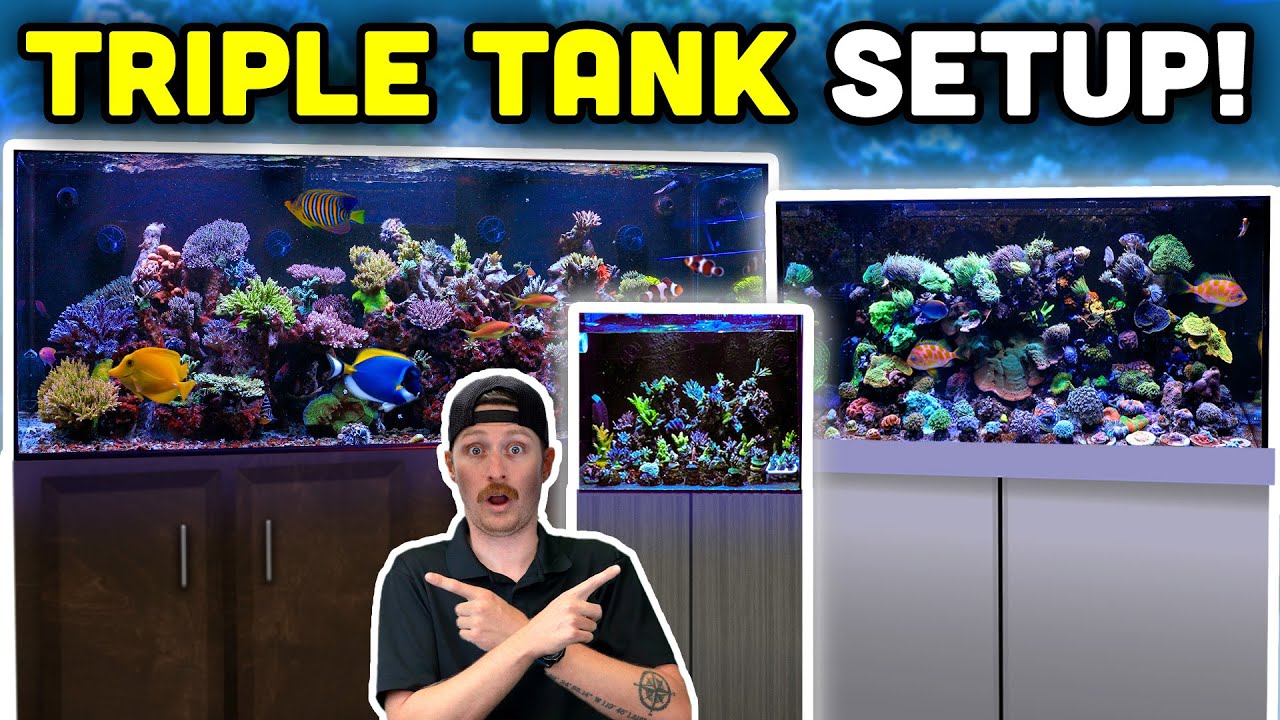 Touring 3 PACKED Reef Tanks in Texas! LPS, SPS, and Tips for Color ...