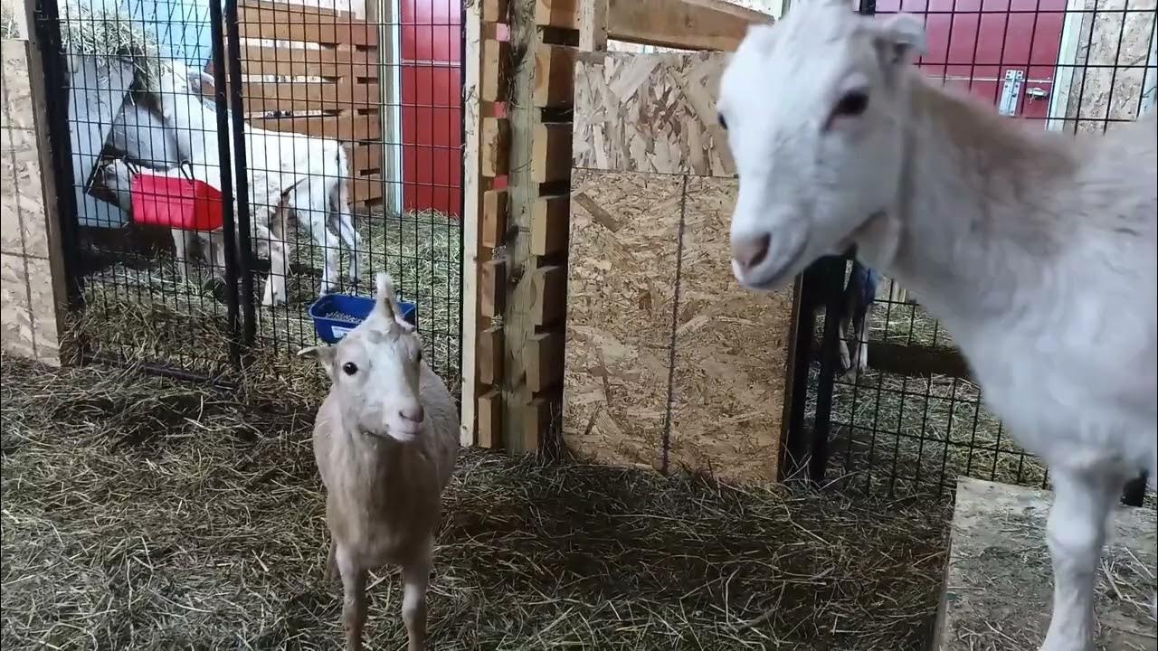 The little goats are getting along so nice now vlog 380 - YouTube