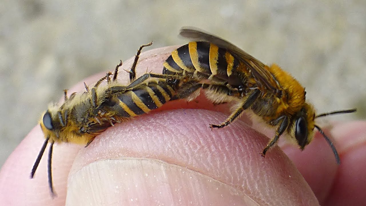 L’accouplement « hard » de l’abeille du lierre (Colletes hederae), par ...