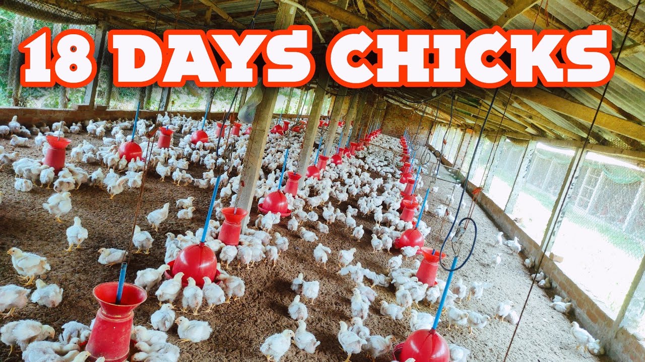 18 Days chicks || Achievement life memory @niranjanpoultryfarm - YouTube