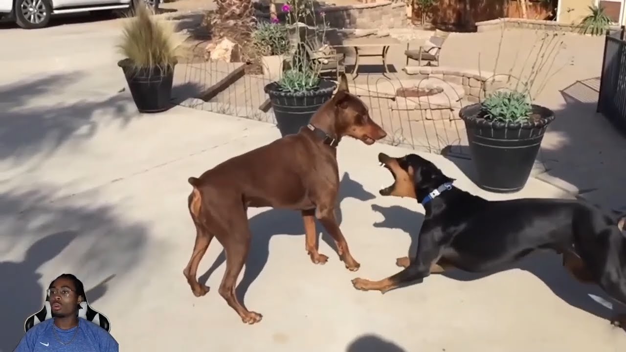 Crazy Altercations - Out of Control Dogs Meet Their Match! - YouTube