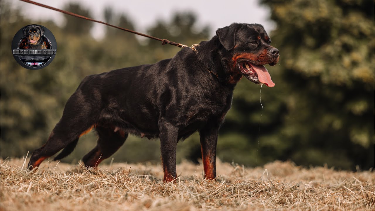 Our Rottweilers - Haus Of Rauchigrotts Rottweiler Kennel - YouTube