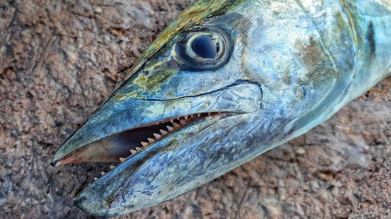 Female Seer Fish with Eggs | Unbelievable Slicing Skills - YouTube