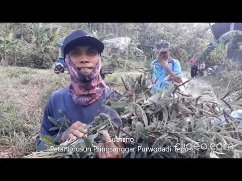 Kacang Gude sumber tambahan pendapatan petani marginal Gunungkidul ...