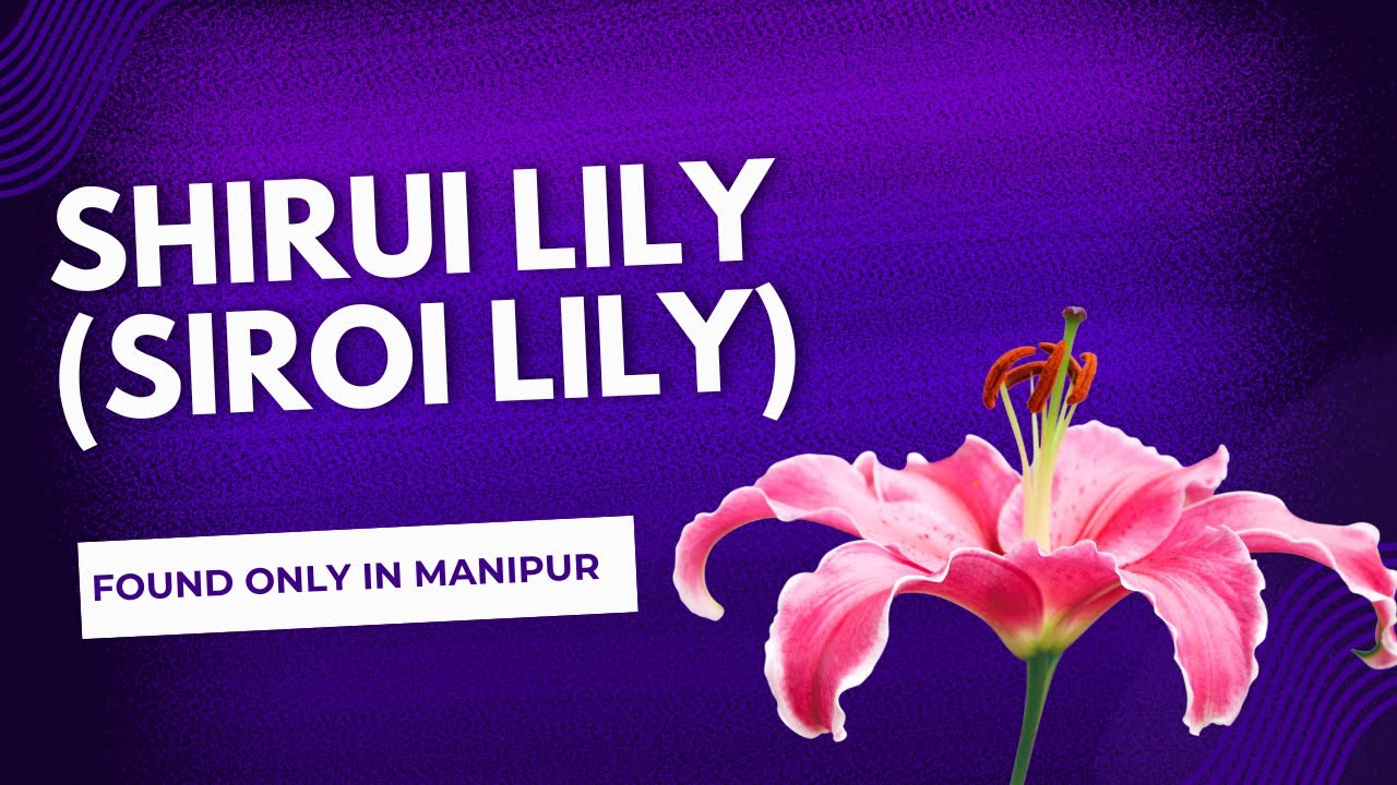 Shirui Lily (Siroi Lily ) : The Enchanting State Flower of Manipur ...