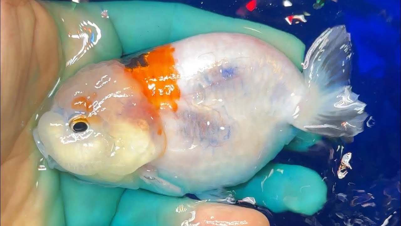 Mr. Chunky Face Livestream (the fish that can't swim) - YouTube