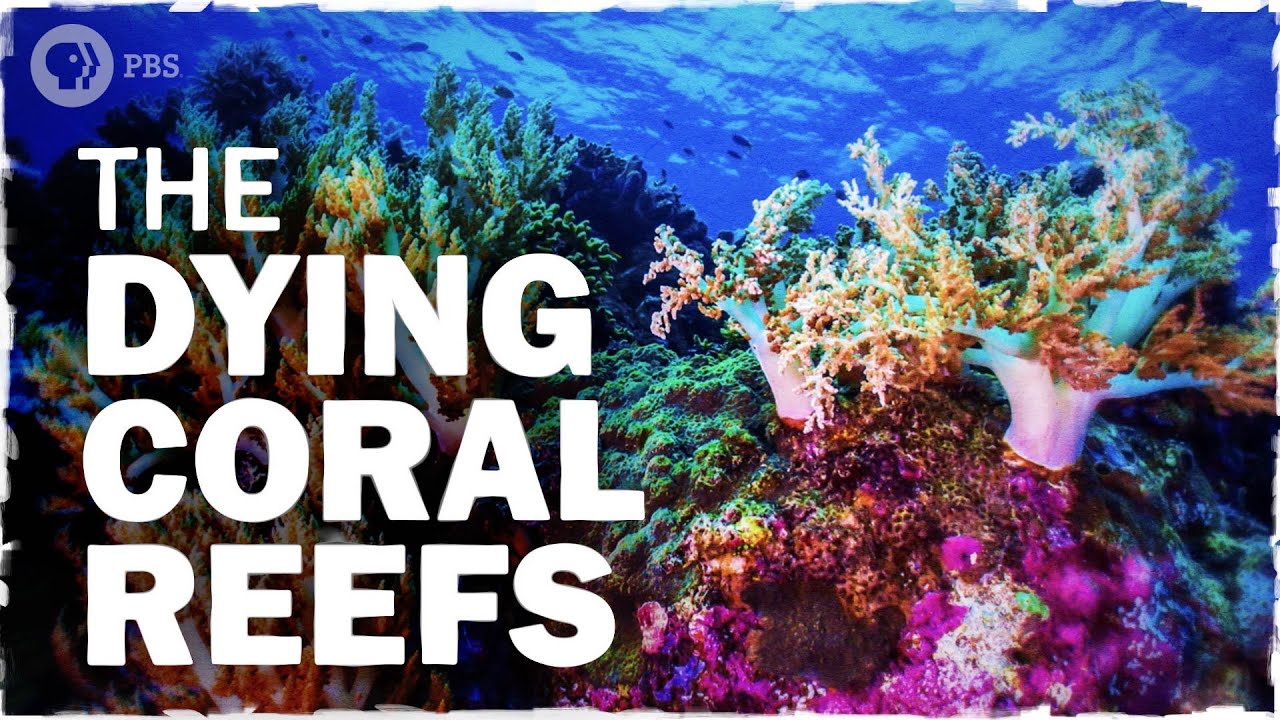 Coral Reefs Are Dying Heres How We Can Save Them Hot Mess 🌎 Youtube
