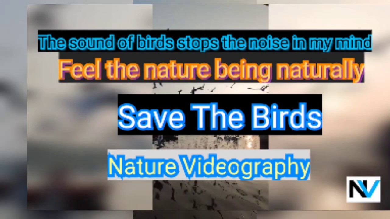 Amazing Natural Bird Sounds/ Nature/Save the Bird/Feel The Nature Sound ...